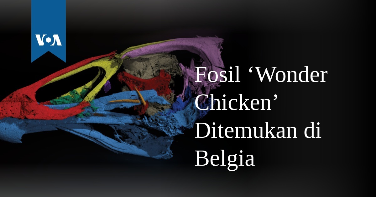 Fosil ‘Wonder Chicken’ Ditemukan di Belgia