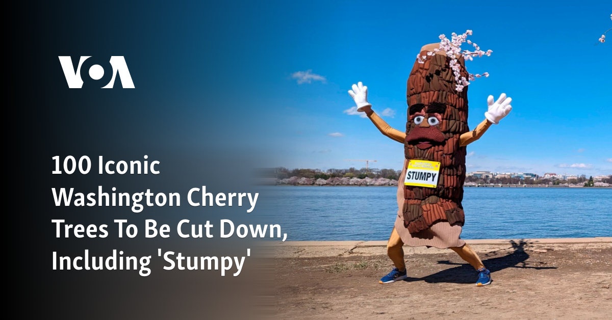 100 Iconic Washington Cherry Trees To Be Cut Down, Including 'Stumpy'