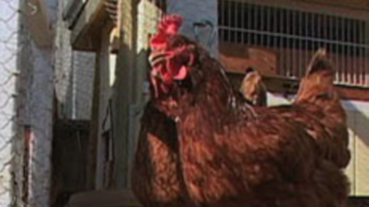 Washington DC Residents Lobby to Raise Chickens on Capitol Hill