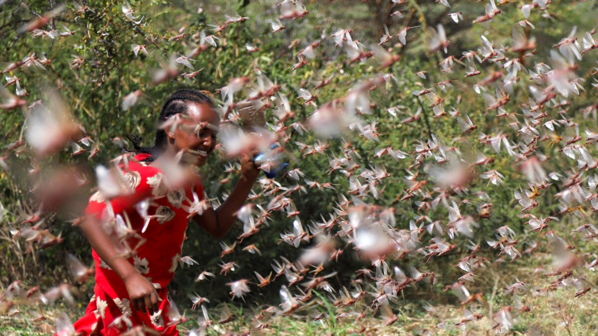 FAO Warns Locust Swarms Spreading Beyond Horn of Africa