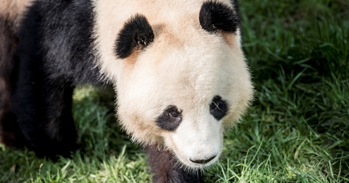 Panda Escapes From Enclosure at Danish Zoo; Returned Safely