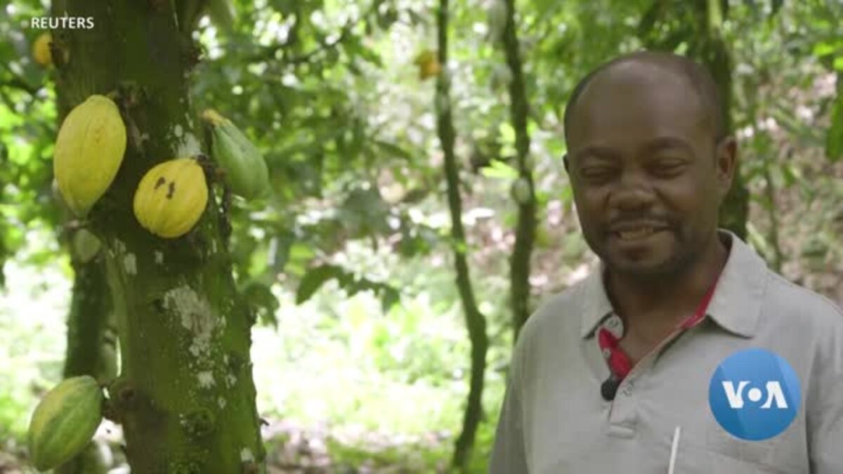 Cameroon farmers turn to vigilantes and amulets to stop cocoa theft