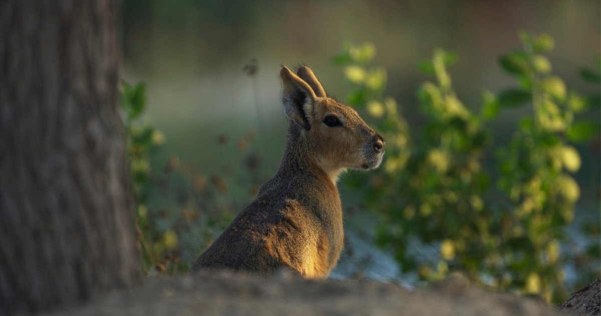 Mysterious Creature from Argentina Has Made Its Home in Dubai