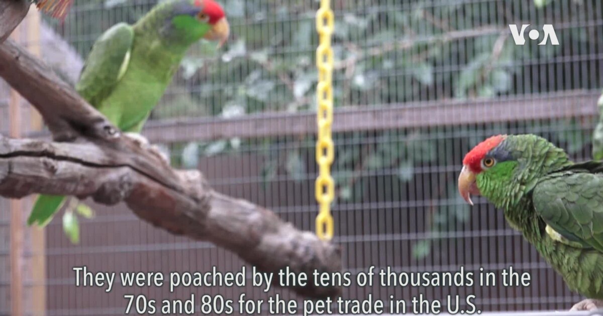 Birds Without Borders