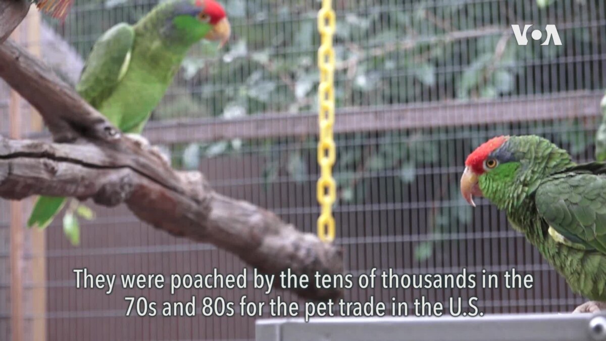 Birds Without Borders