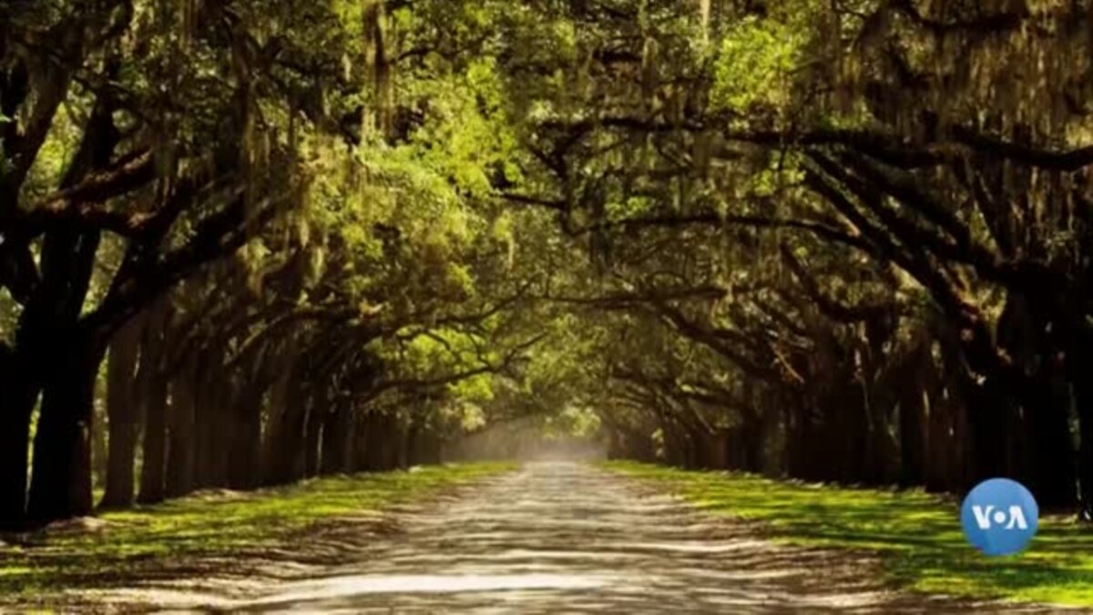 Amerikaga sayohat: Savanna