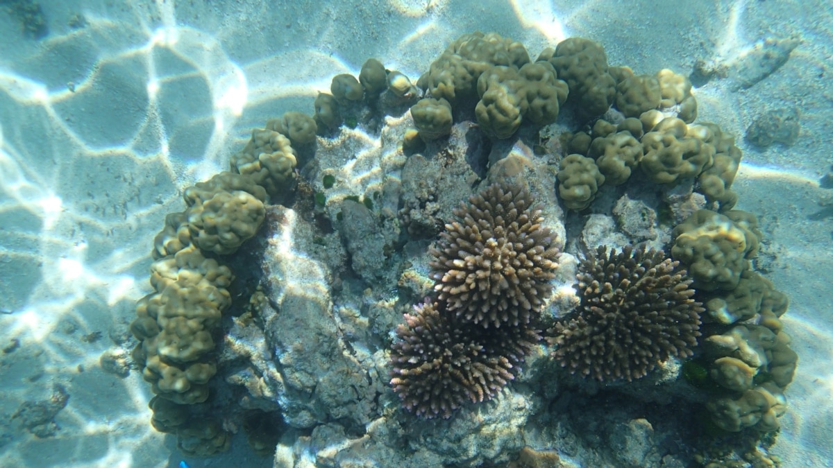 Climate Change Destroys Coral Reefs
