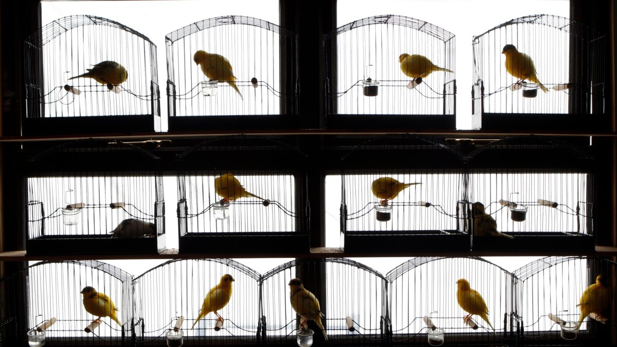 Study: To Attract Female, Sing On-key