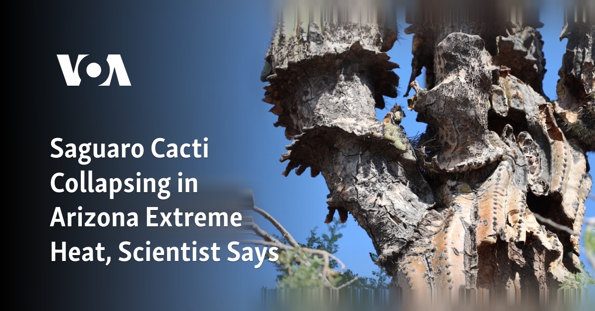 Saguaro Cacti Collapsing in Arizona Extreme Heat, Scientist Says