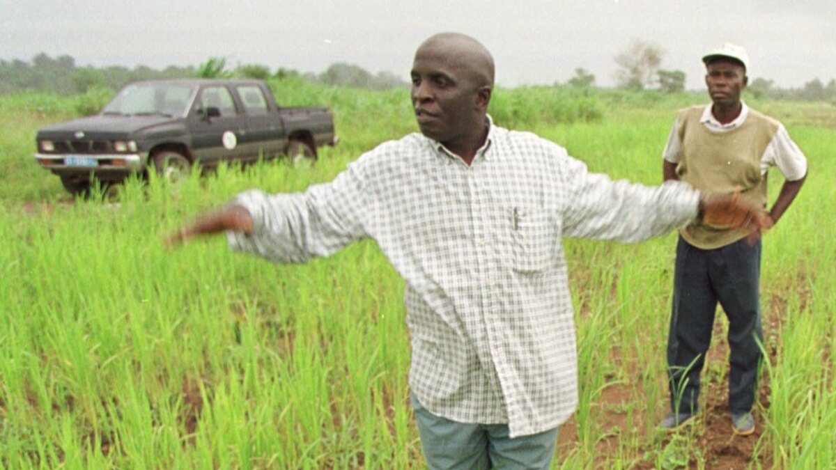 Cameroon Rice Farmers Depend on Science, Banks