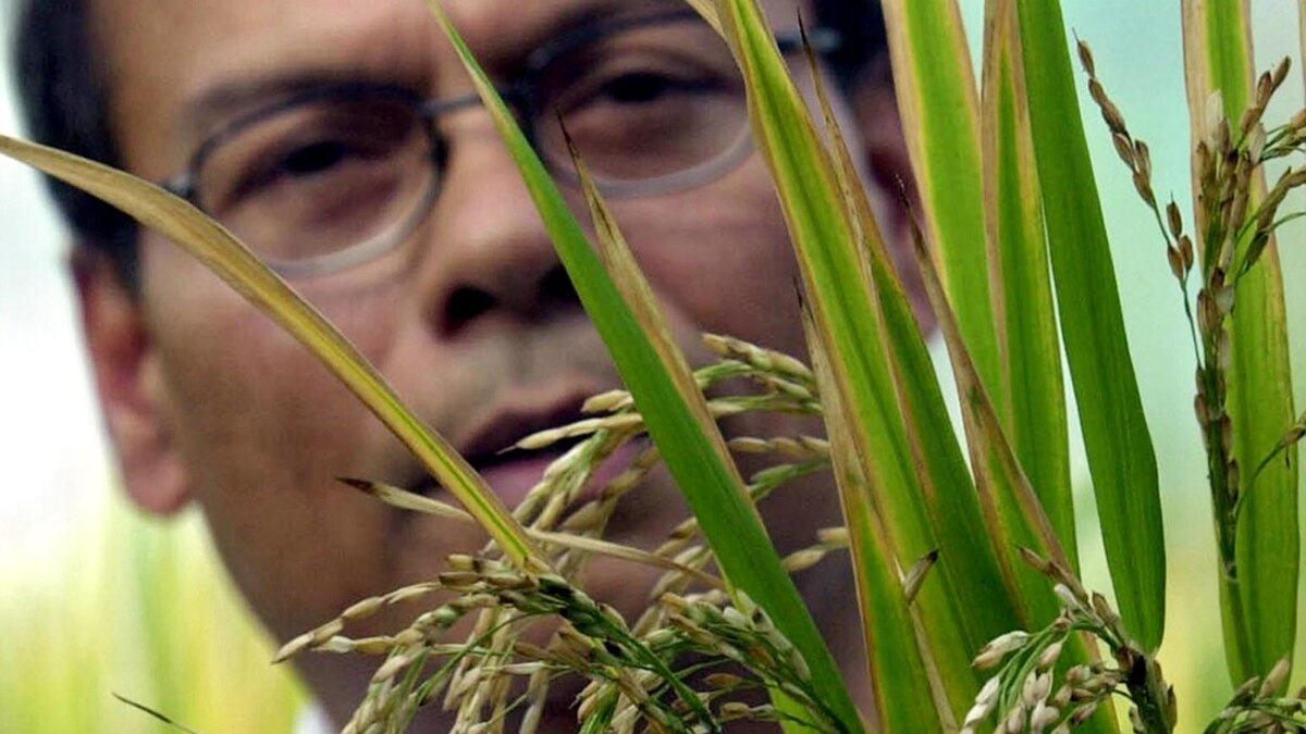 Dispute About Genetically Engineered Rice