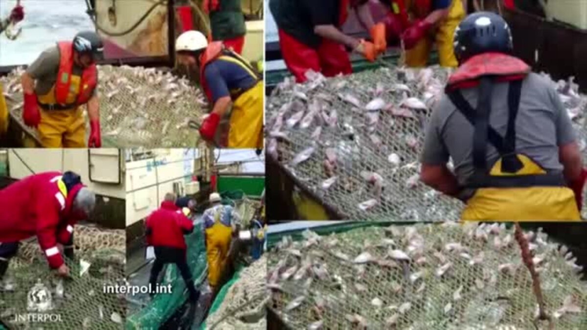 Punto de Vista: U.S. and Peru Fight Environmental Crime