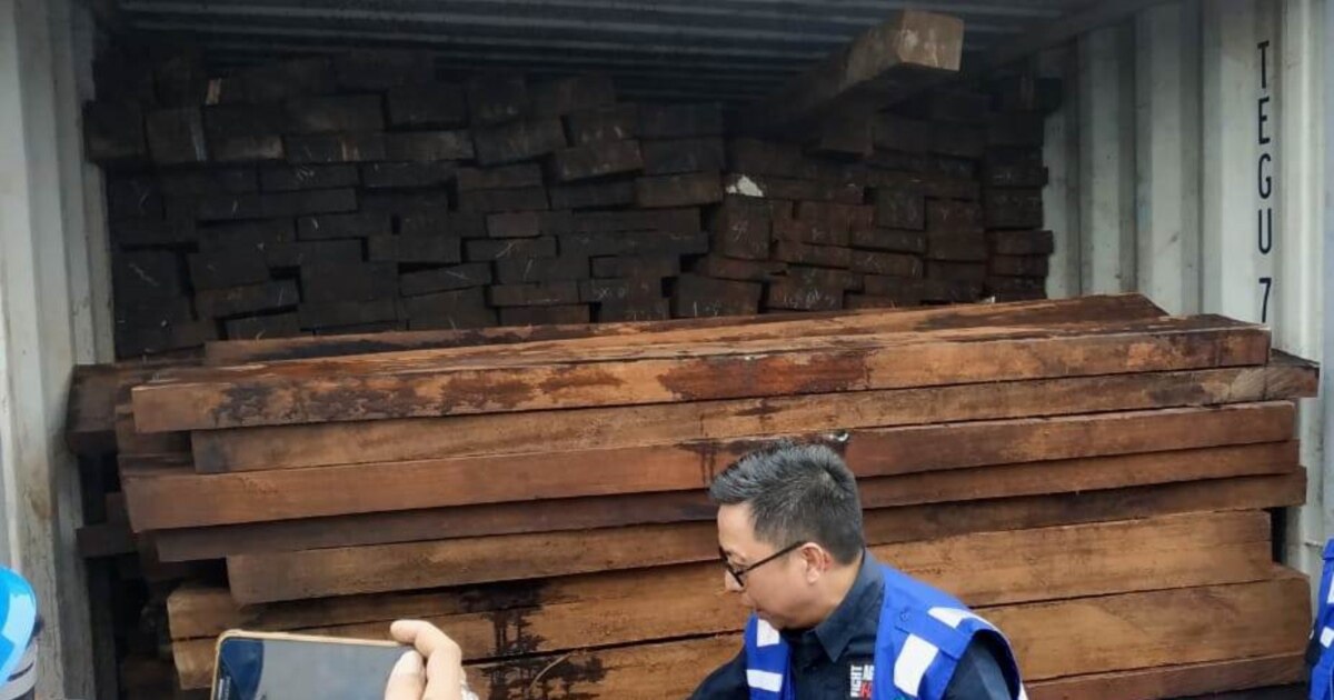 KLHK Amankan 344 Kontainer Kayu Ilegal Asal Papua di Surabaya