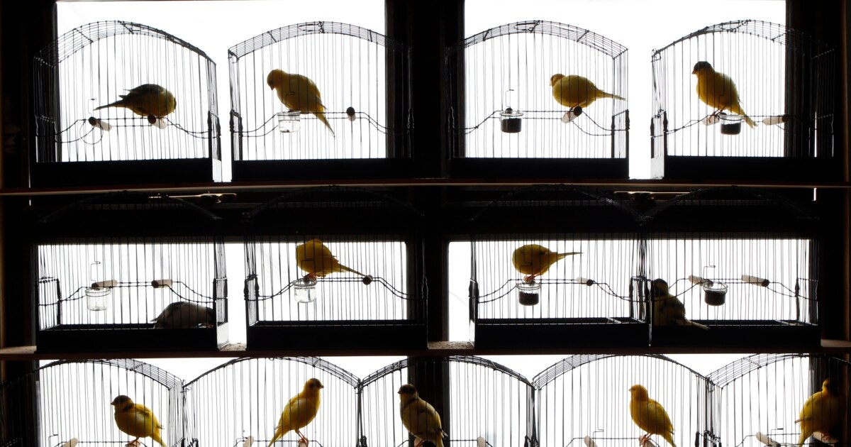 Study: To Attract Female, Sing On-key
