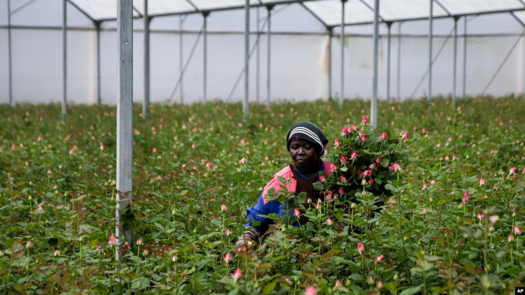 Dutch Flower Export Companies | Best Flower Site