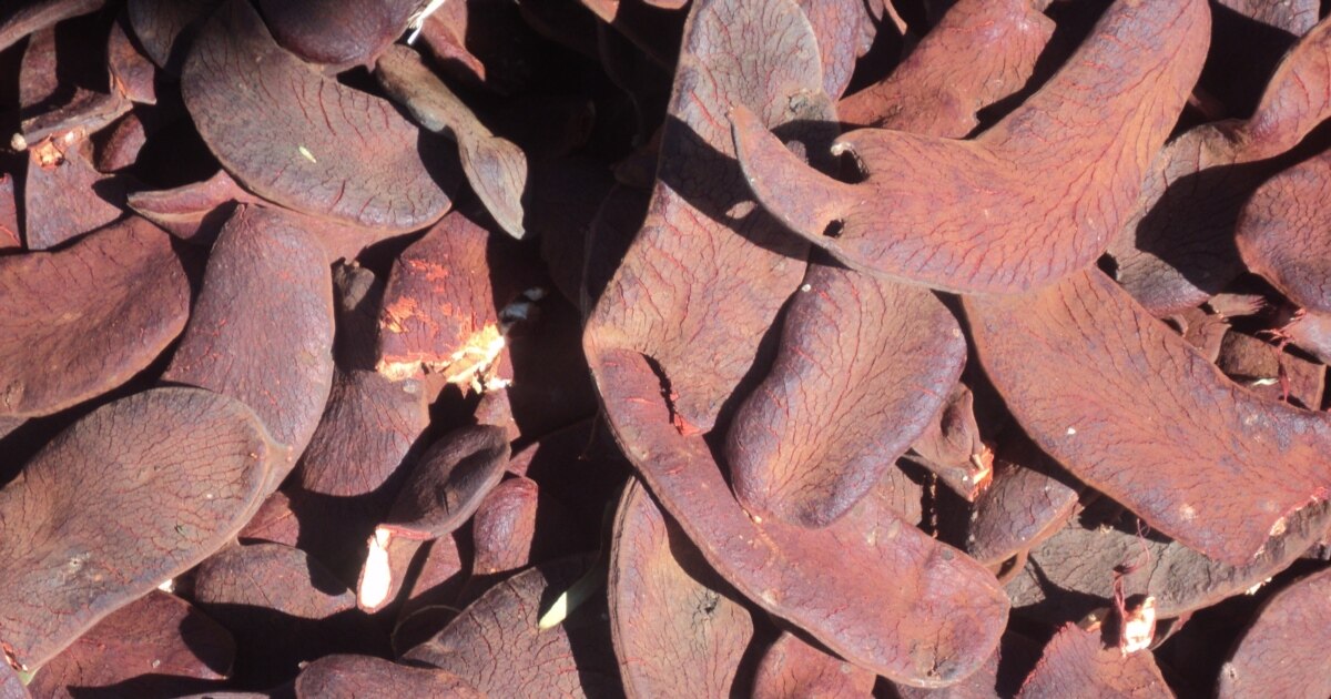 Indigenous Tree Boosts Beef, Dairy Production