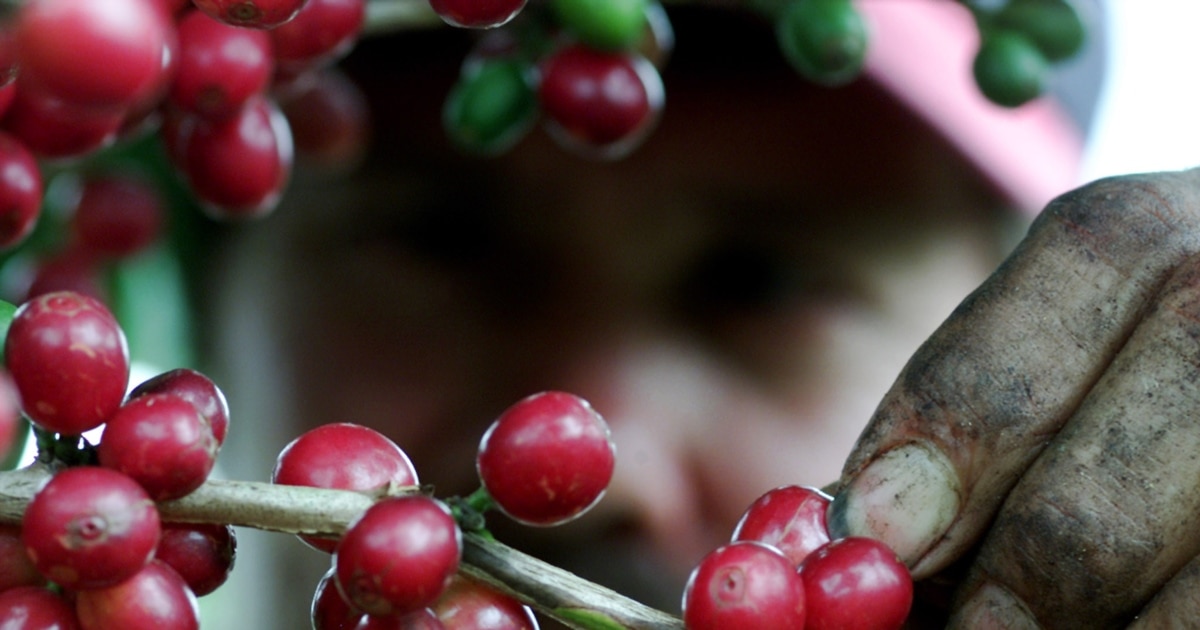 Transparency Boosts Brazil's Fight to Tackle Modern Slavery on Coffee Farms