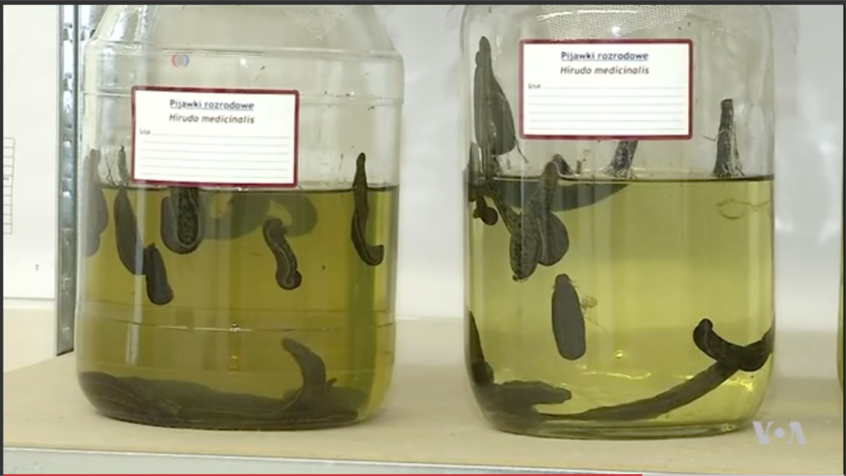 Manfaat Lintah untuk Pengobatan