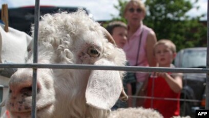 Shearing Cashmere Goats