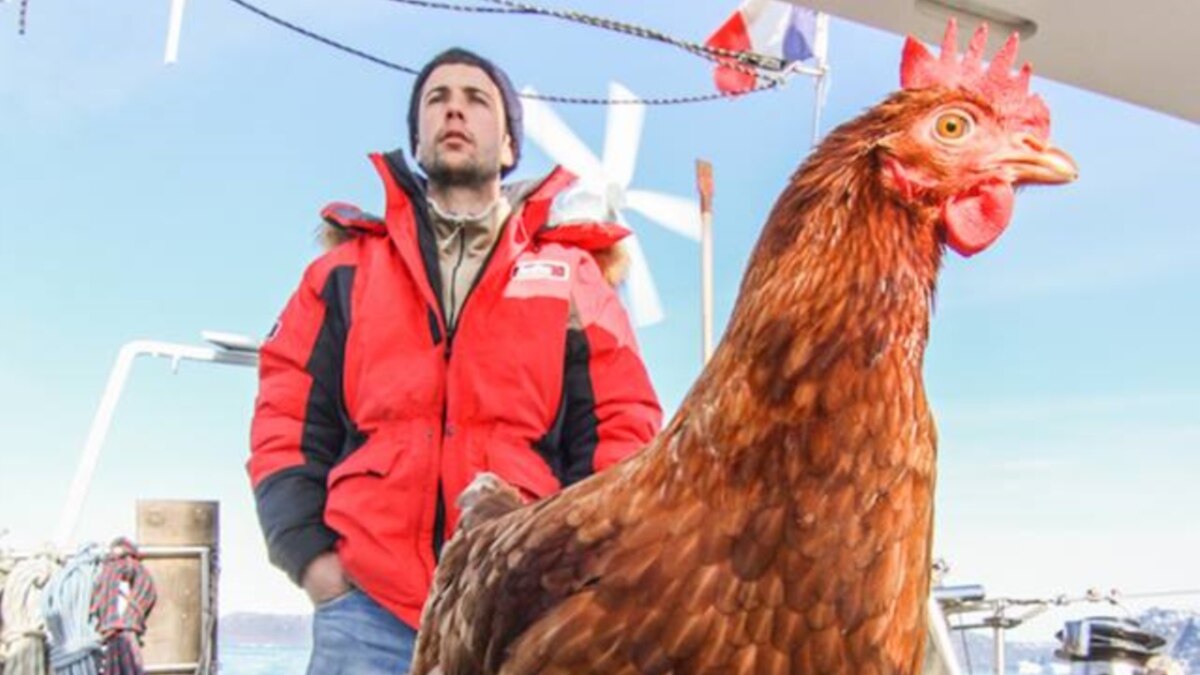 Meet Monique, the Chicken Sailing Around the World