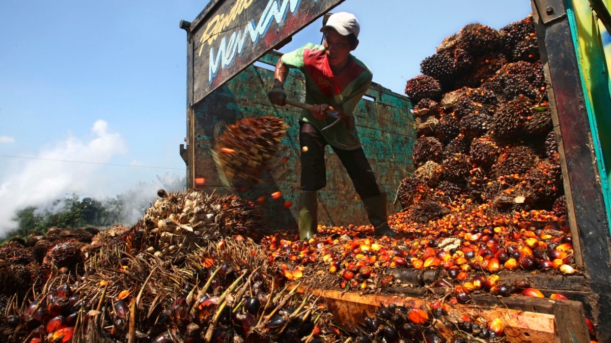 Palm Oil Child Labor Indonesia at David Prather blog