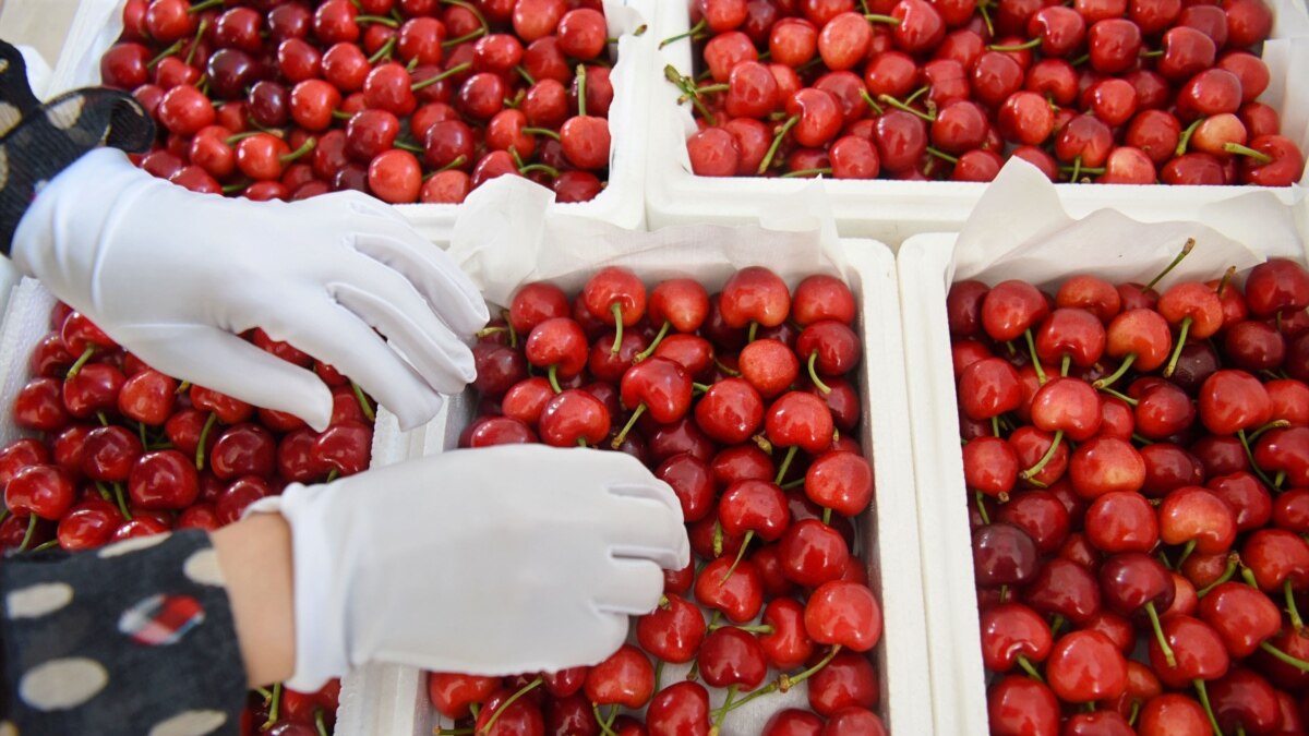 The Pits: How China's US Tariff Jab Choked a Cherry Import Boom