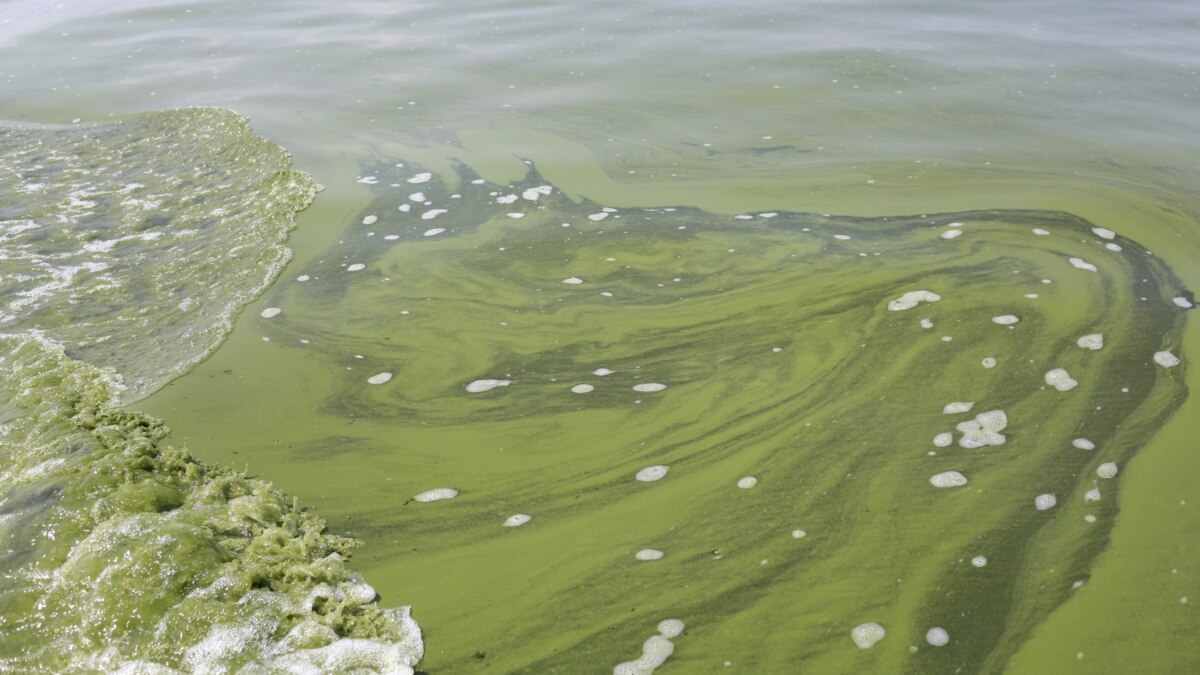 Alge - jedan od načina da se nahrani planeta?