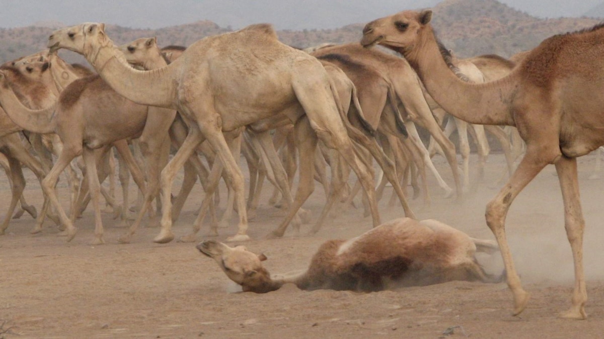Soomaali ka faa'iideysanaya geela Australia oo Online lagu kala iibsanayo