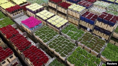 The Dutch Flower Market | Best Flower Site