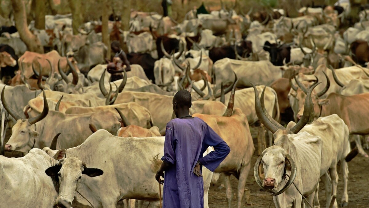 SSudan Government Issues Ultimatum to Cattle Keepers