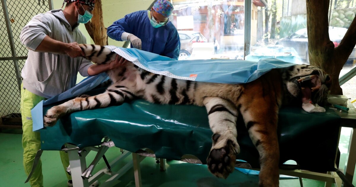 Igor the Siberian Tiger Gets Stem-Cell Hip Treatment in Hungary