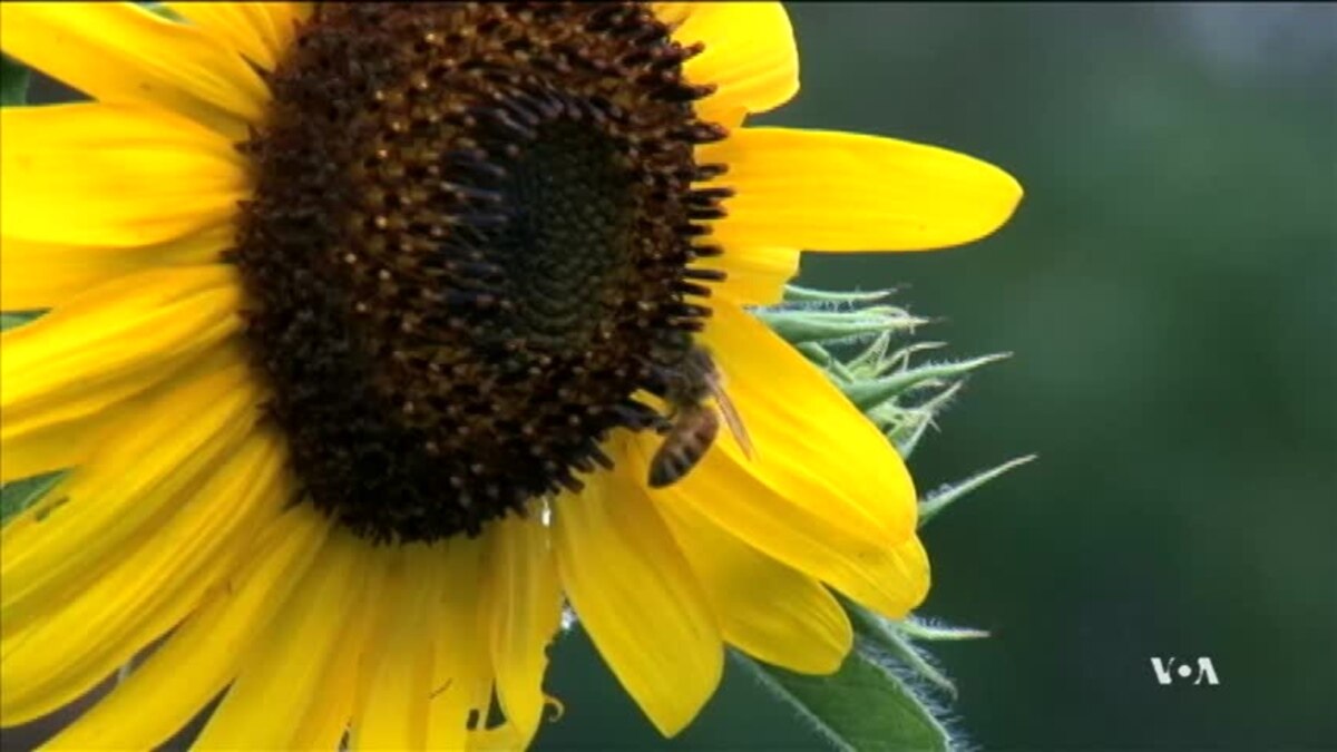 Biologist Creates Portrait Gallery of North American Bees
