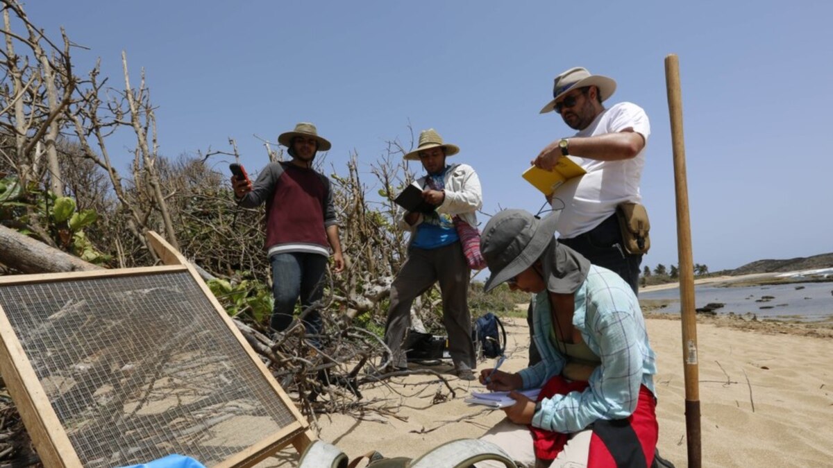 Scientists Race to Document Puerto Rico’s Coastal Heritage
