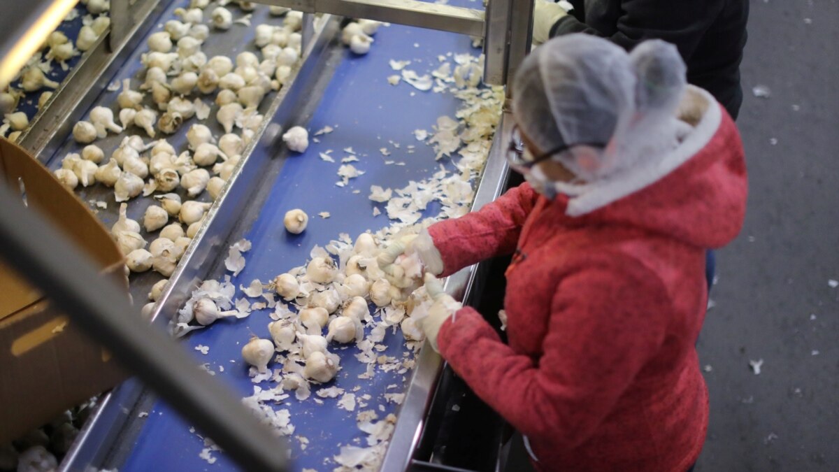 Trade War is Good for California’s Garlic Growers