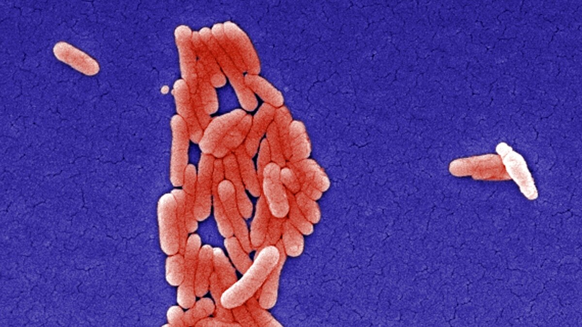 Salmonella Turned Into Cancer Killing Super Bug