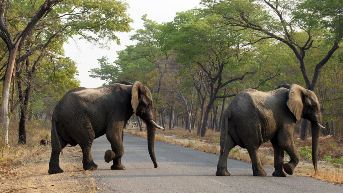 Conservationists Call For Transparency in Zimbabwe Wildlife Conservationists Call For Transparency in Zimbabwe Wildlife