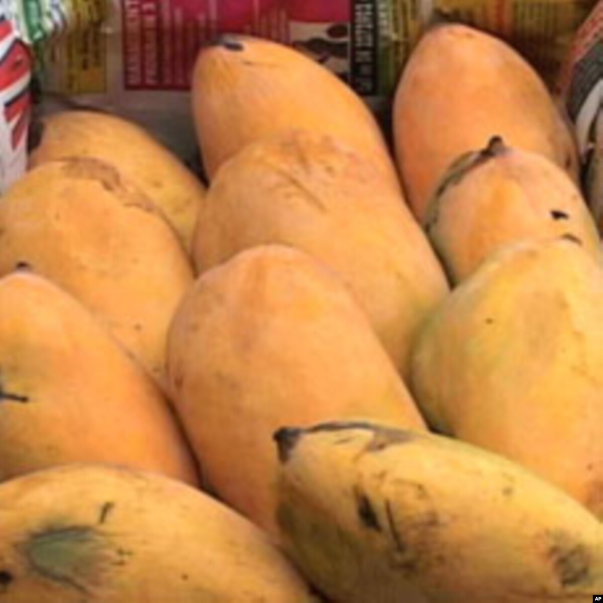 Mango Pits, Coconut Shells Could Generate Electricity