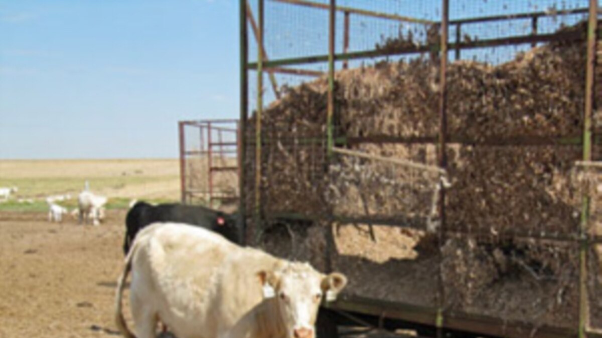 Akibat Kekeringan di Texas, Peternak Sapi Lelang Sapi