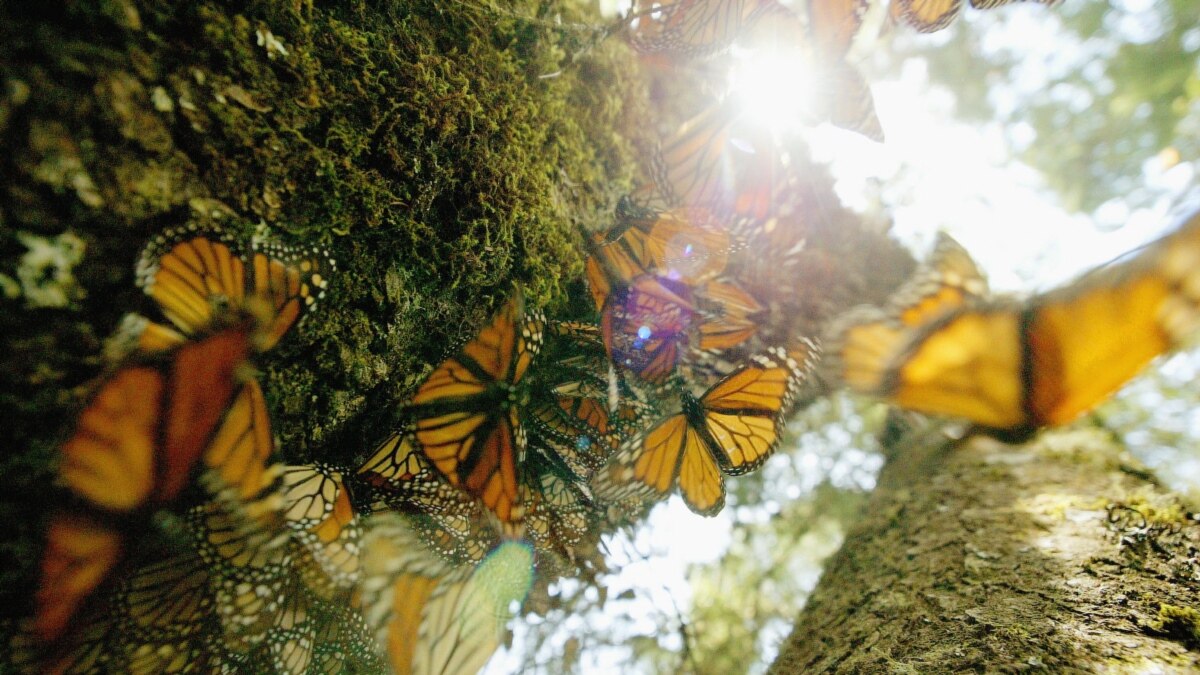 Migración de mariposas Monarca captada en radar