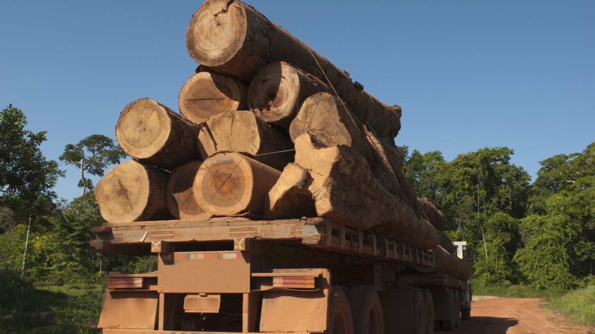 IS Runs Timber Smuggling Business in Afghanistan, Officials Say