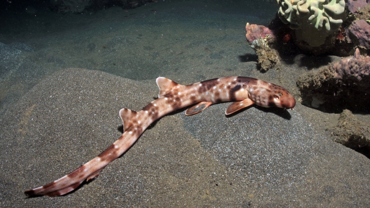 New 'Walking Shark' Species Identified Off Indonesia