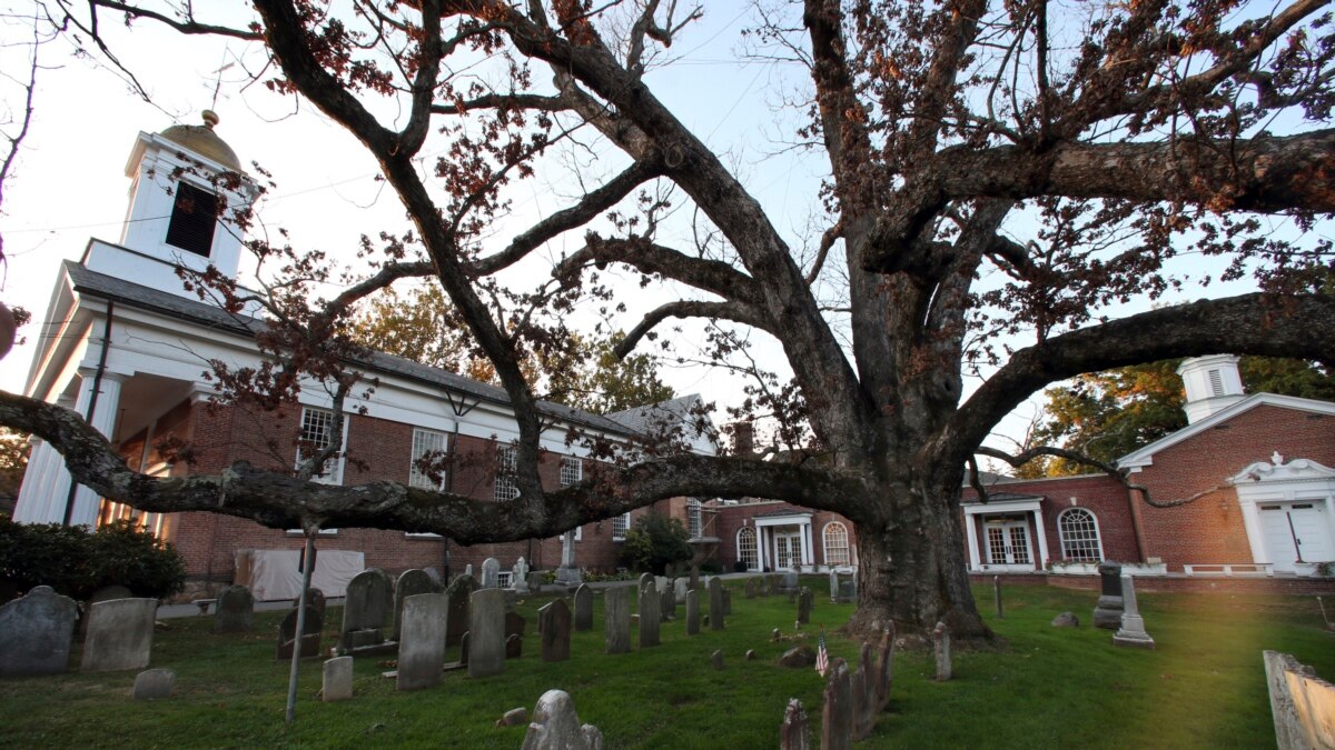 Beloved 600-year-old White Oak Tree Takes Final Bow in New Jersey