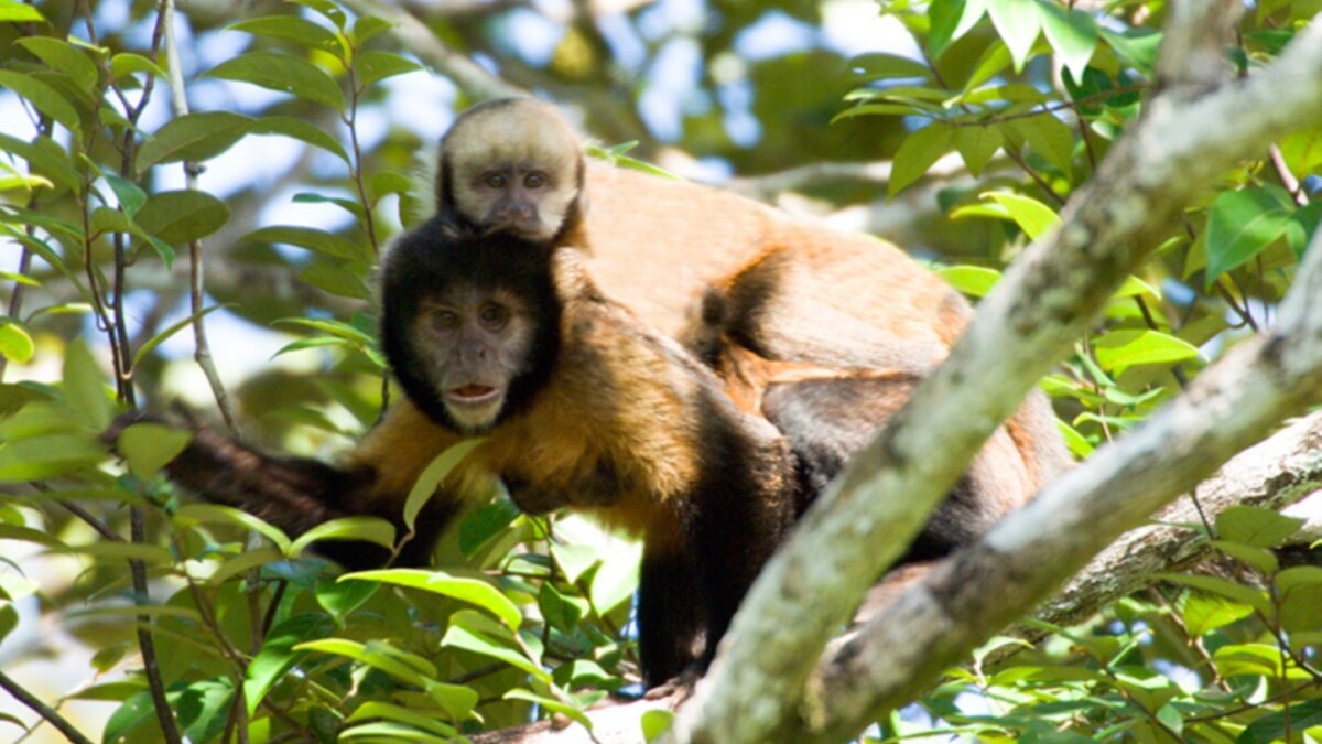 Macaco ataca no Namibe