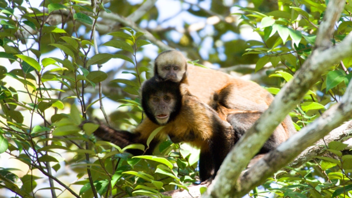 Scientists: Monkeys Used Raft to Cross Ocean