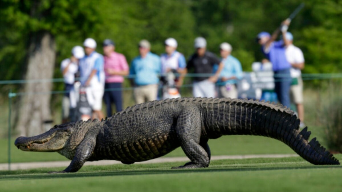 ¿Por qué nos atacan los caimanes?