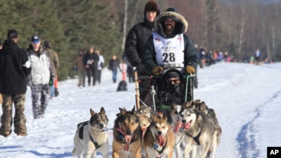 Dog Sled Race