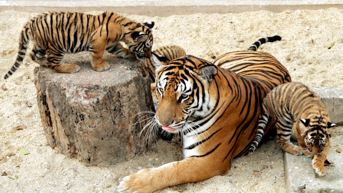 New TV Campaign Aims to Save Vietnam's Wild Tigers