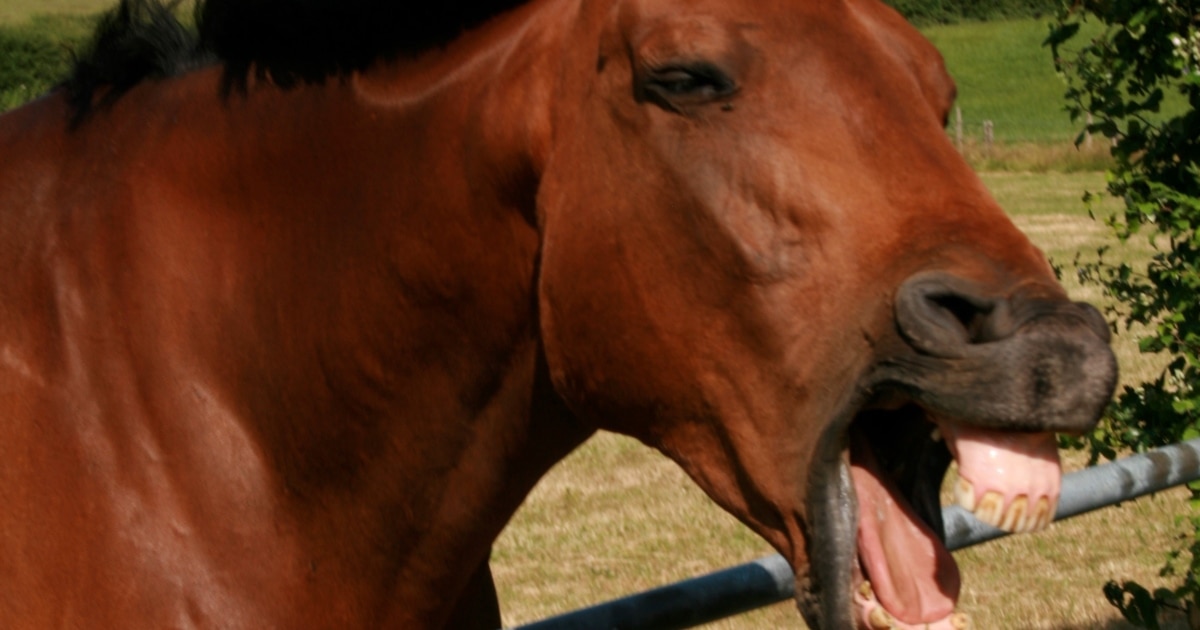 Study Reveals Distinct Facial Expressions by Horses