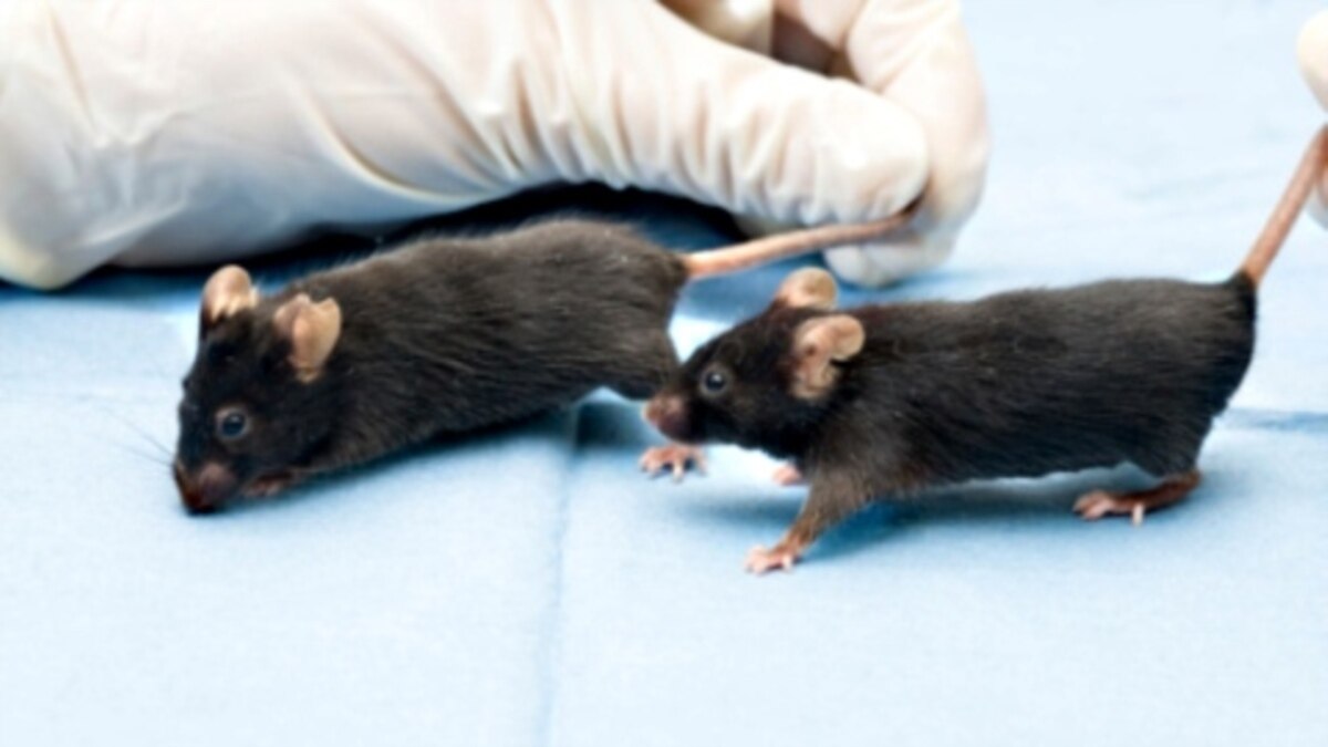 Researchers Cure Mouse Deafness with Gene Therapy