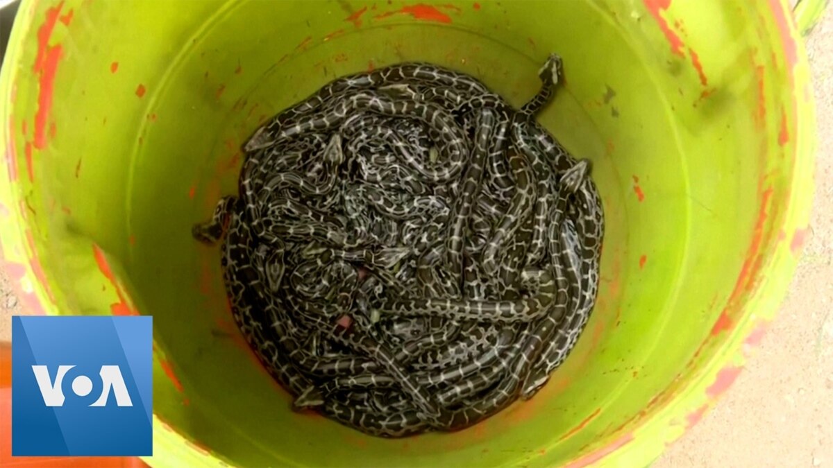 Wildlife Officials Release Python Hatchlings in India